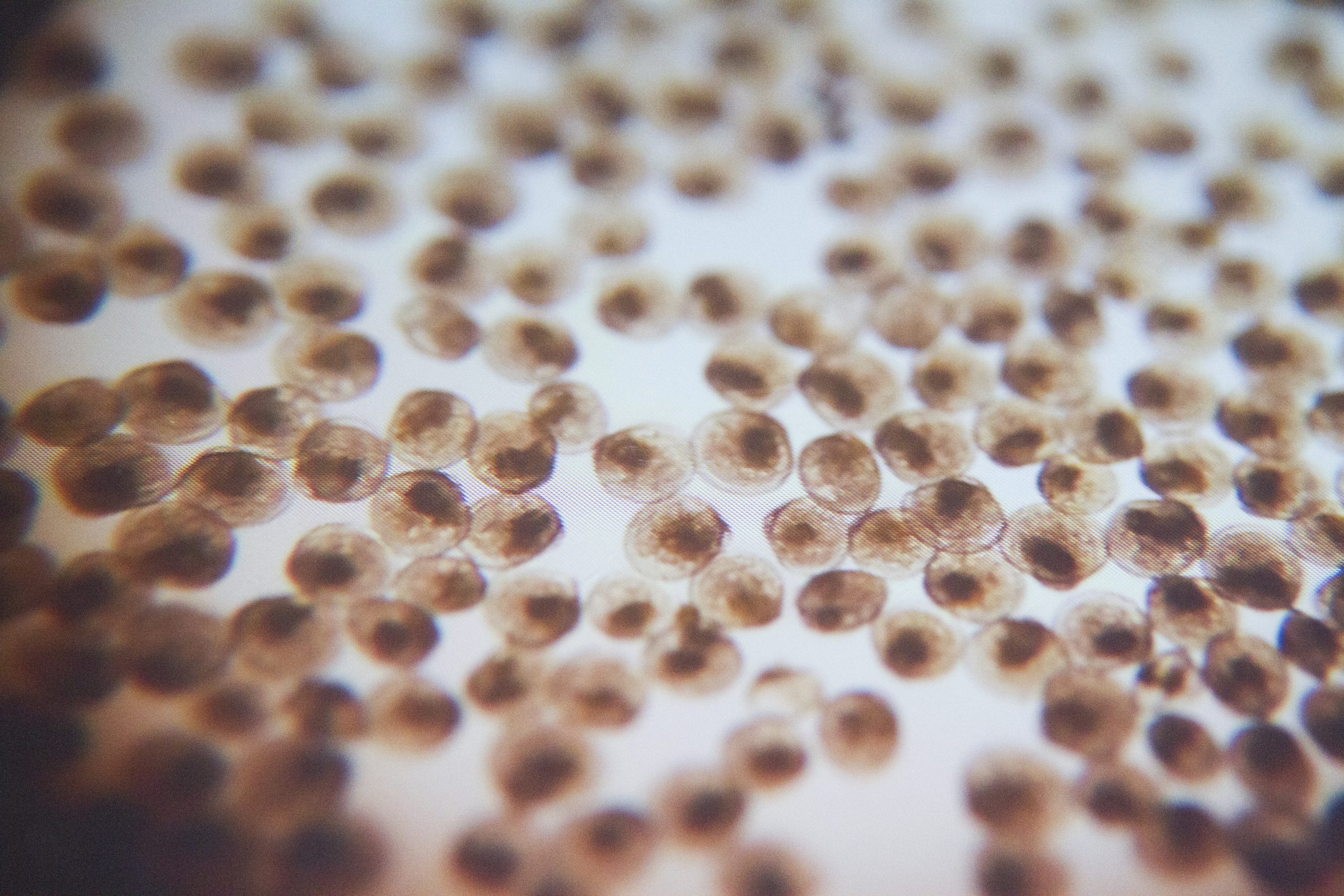 Workshops: Florida Hard Clam Seed Production - Florida Shellfish ...