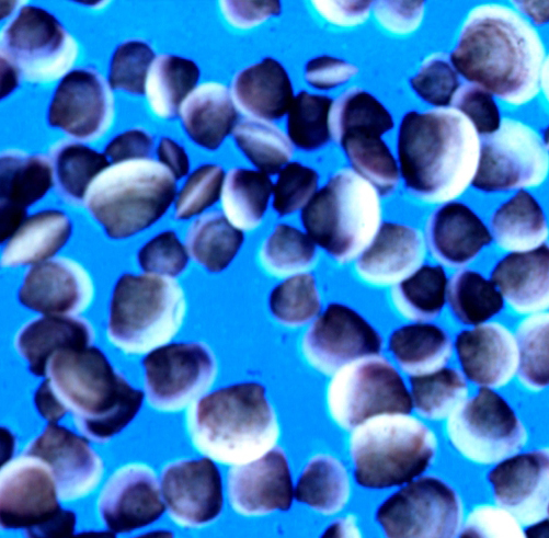 Hatchery Workshop April 26-27 in Cedar Key - Florida Shellfish ...