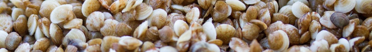 Clam SEED Project - Florida Shellfish Aquaculture Online Resource Guide
