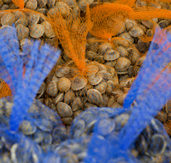 New Fact Sheet: Molluscan Shellfish Aquaculture and Production ...