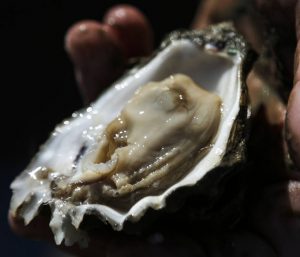 Florida Shellfish Aquaculture Online Resource Guide