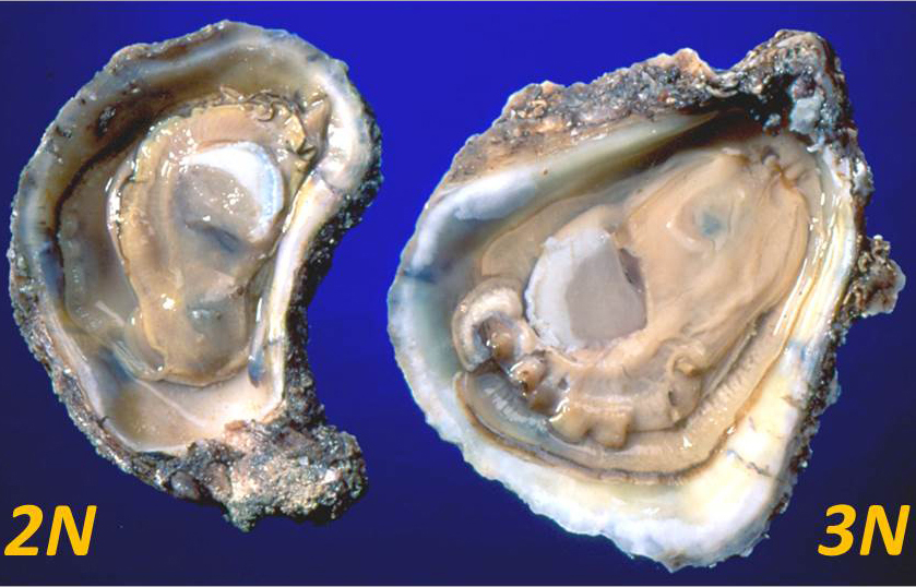 Workshops: Application of Triploidy to Oyster Culture - Florida ...