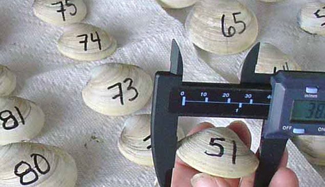 Enhancing Stress Resistance of Florida Cultured Clams by Triploidy ...