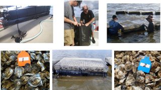 UF Plants Seed in August - Florida Shellfish Aquaculture Online ...