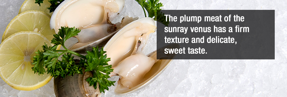 Sunray Venus Clams: A New Species to Diversify the Florida Clam ...